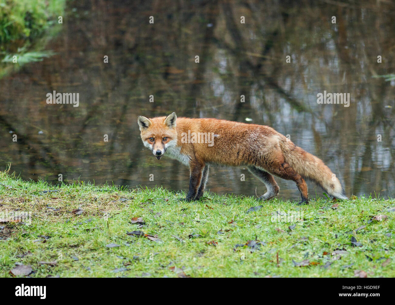 Red Fox Vulpes vulpes stalking Pheasants in woodland clearing ...