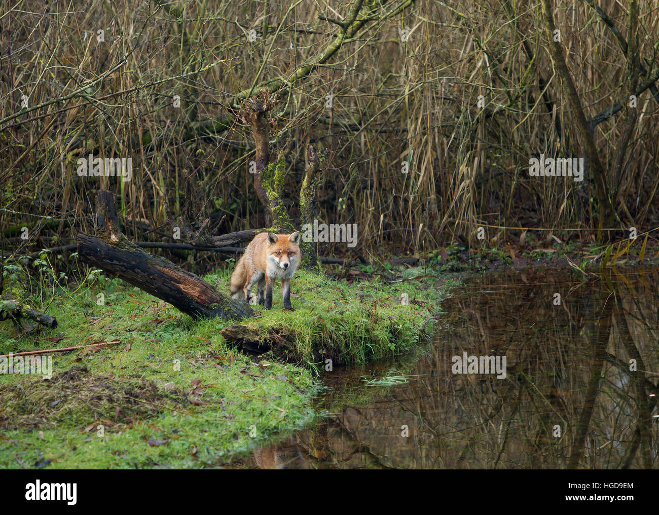 Red Fox Vulpes vulpes stalking Pheasants in woodland clearing ...