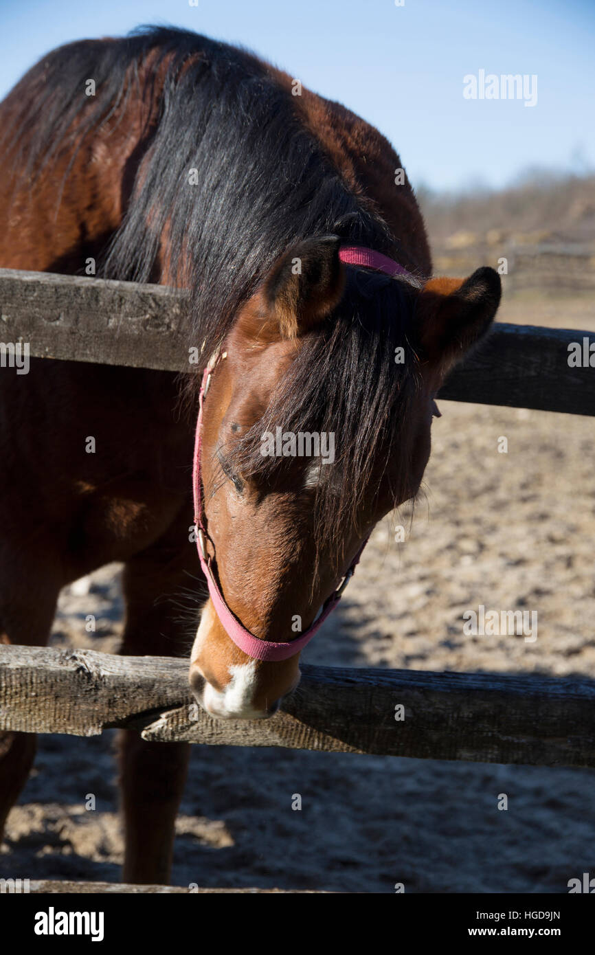 Purebred saddle horse leans over railing Stock Photo - Alamy