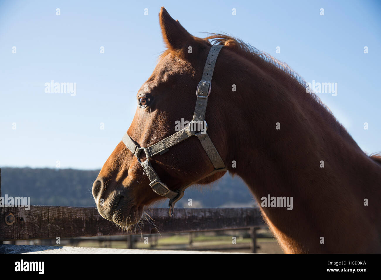 Horizontal closeup of face and eyes of a purebred stallion Stock Photo ...