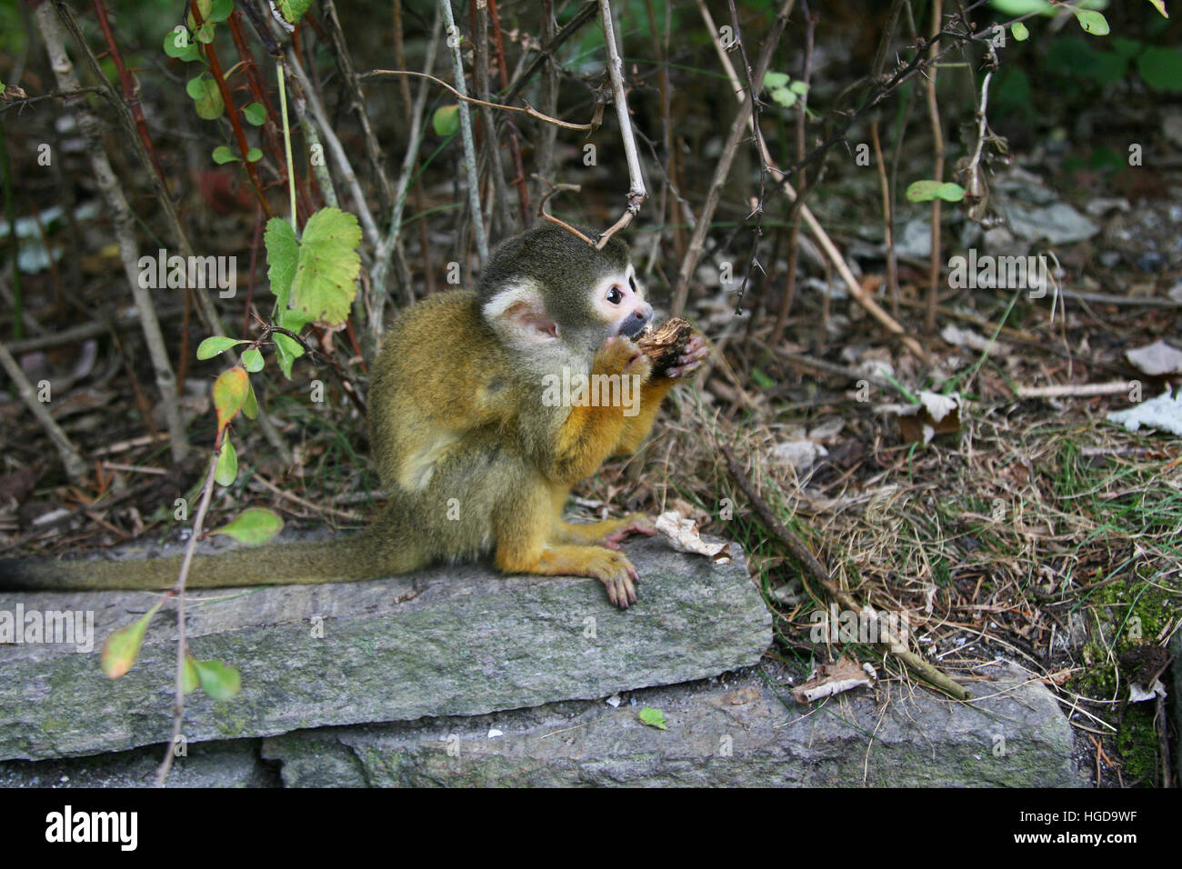Black capped squirrel monkey hi-res stock photography and images - Alamy