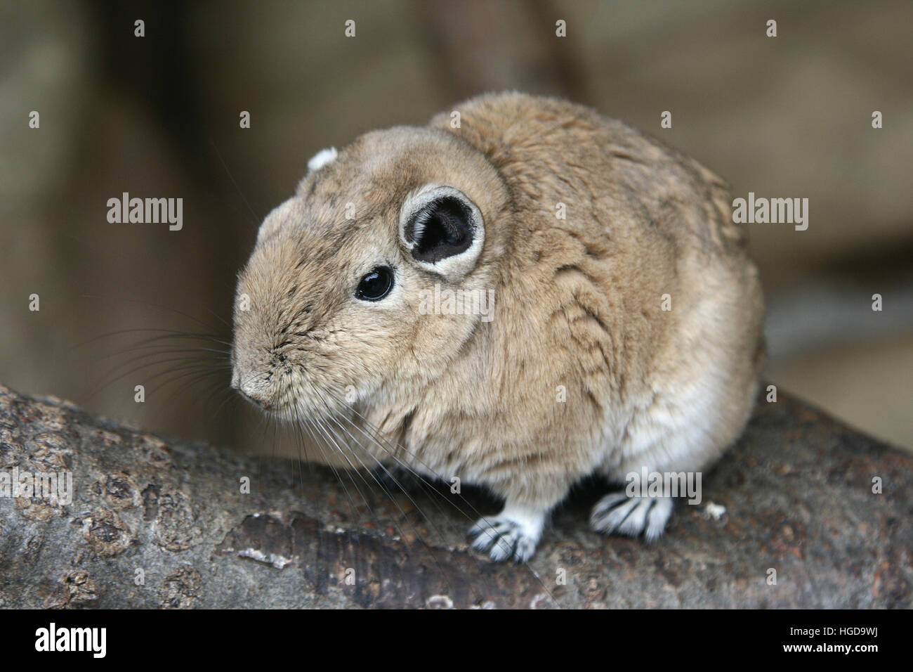 Gundi or comb rat (Ctenodactylus gundi) on a branch Stock Photo - Alamy