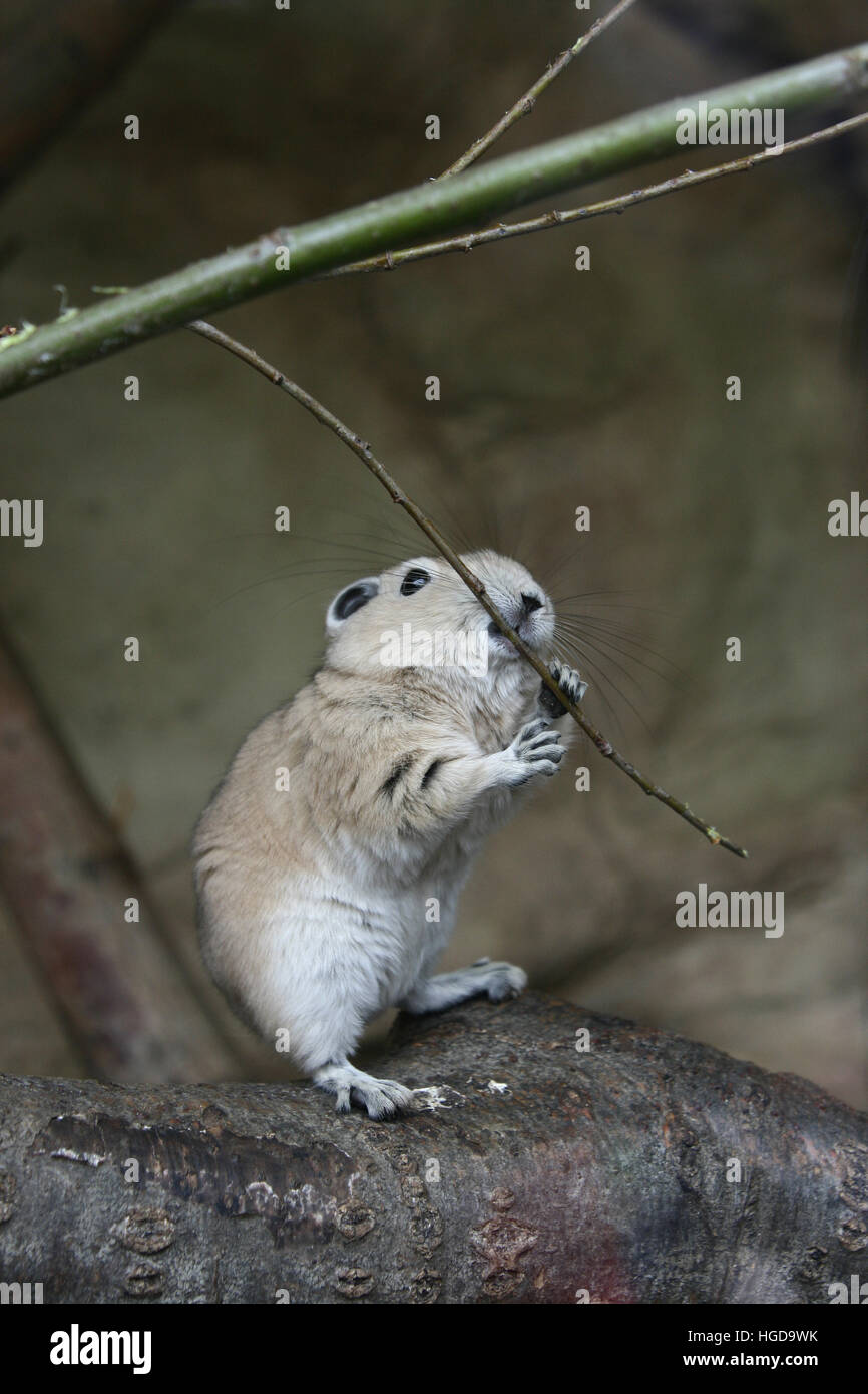 Gundi or comb rat (Ctenodactylus gundi) on a branch Stock Photo - Alamy
