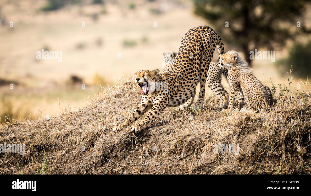Cheetah teeth hi-res stock photography and images - Alamy