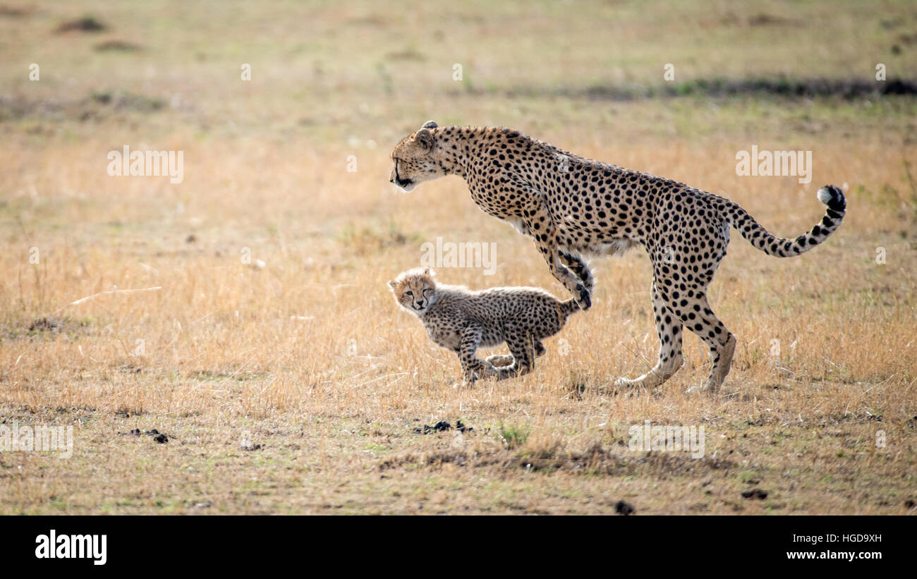 Cheetahs Cubs Running