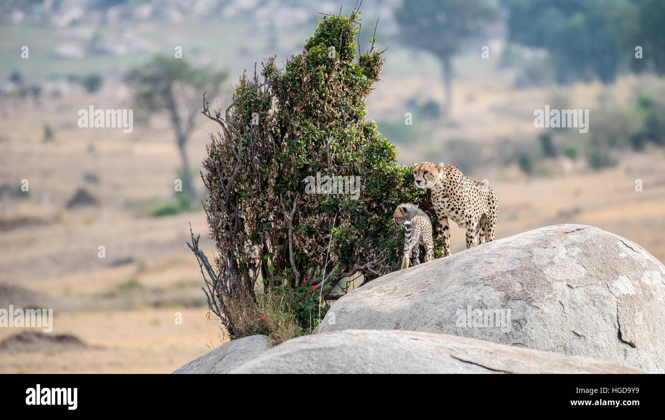 Tanzania safari cheetah rock hi-res stock photography and images - Alamy