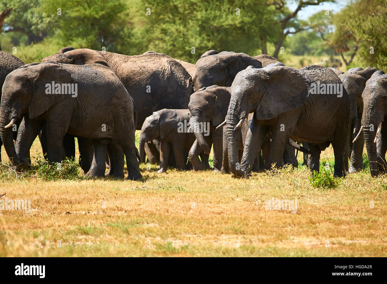Elephant With Baby On Back High Resolution Stock Photography and Images ...