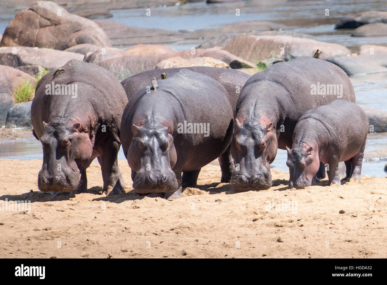 Hippopotamus out of the water hi-res stock photography and images - Alamy