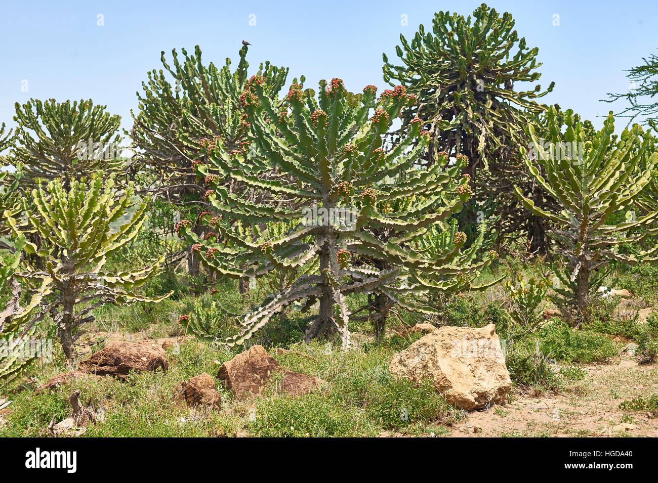 Euphorbia Trees High Resolution Stock Photography and Images - Alamy