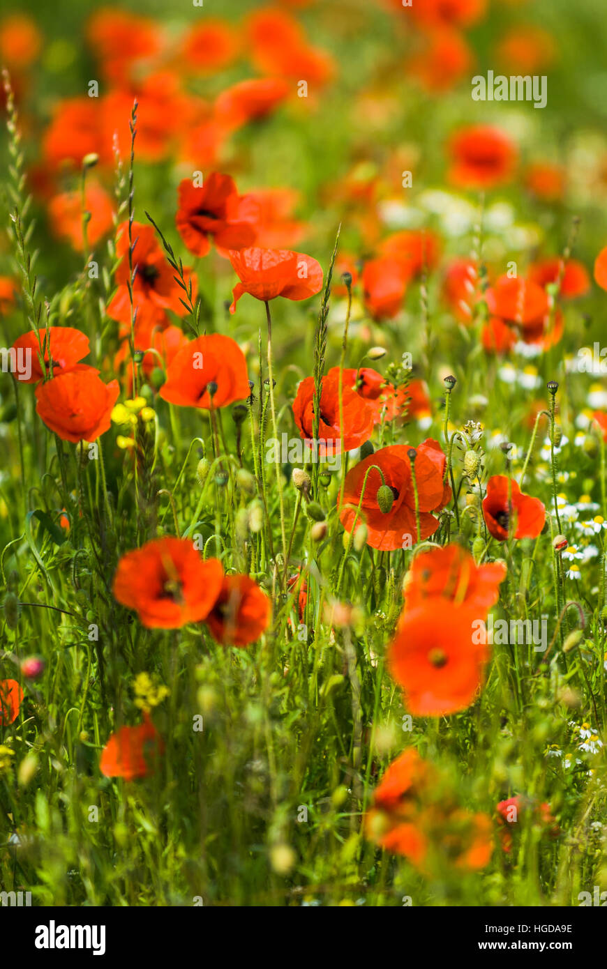 Red poppy fields Stock Photo - Alamy