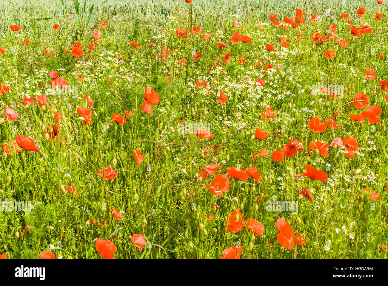 Red poppy fields Stock Photo - Alamy