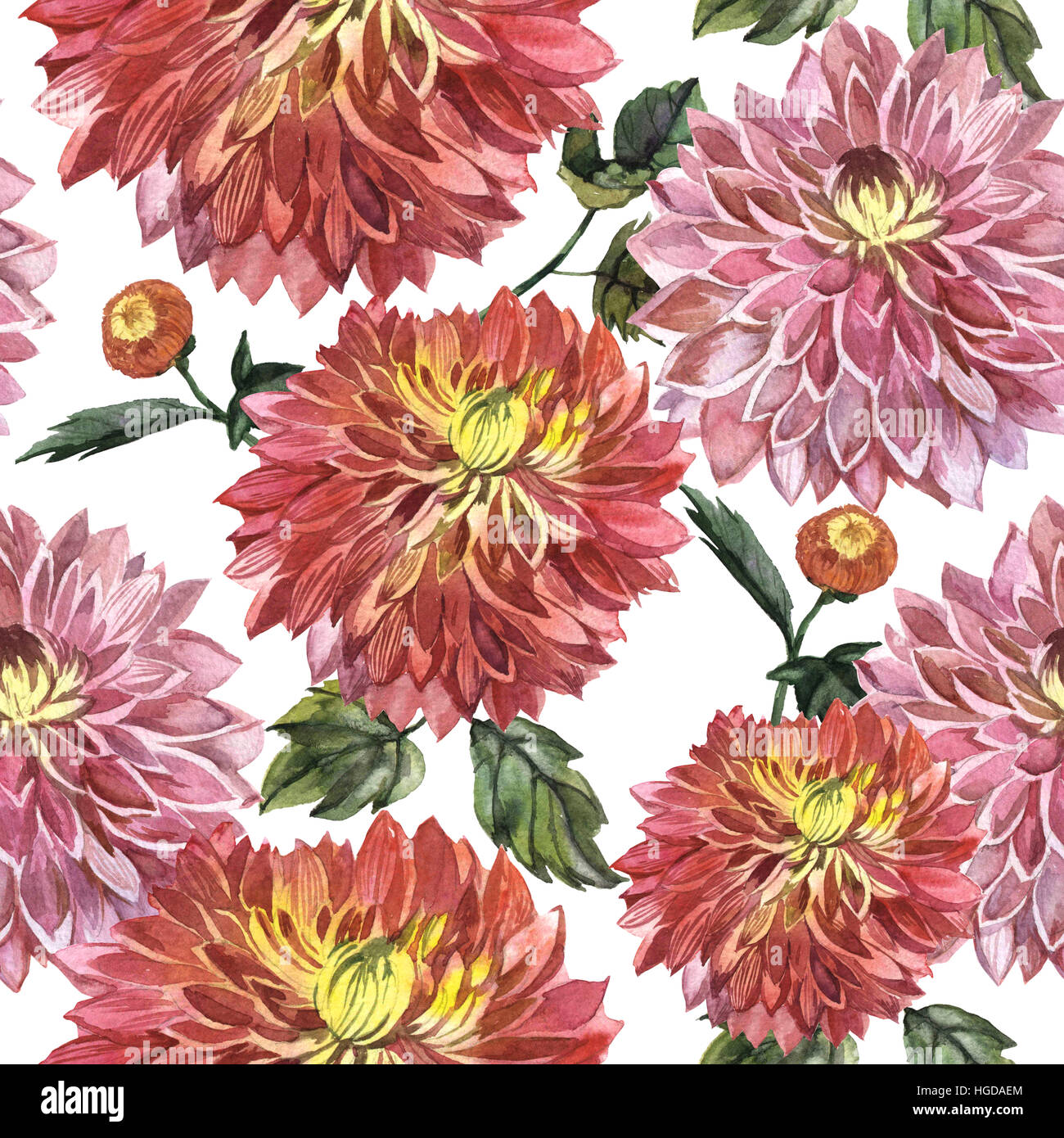 Wildflower aster flower pattern in a watercolor style isolated Stock ...