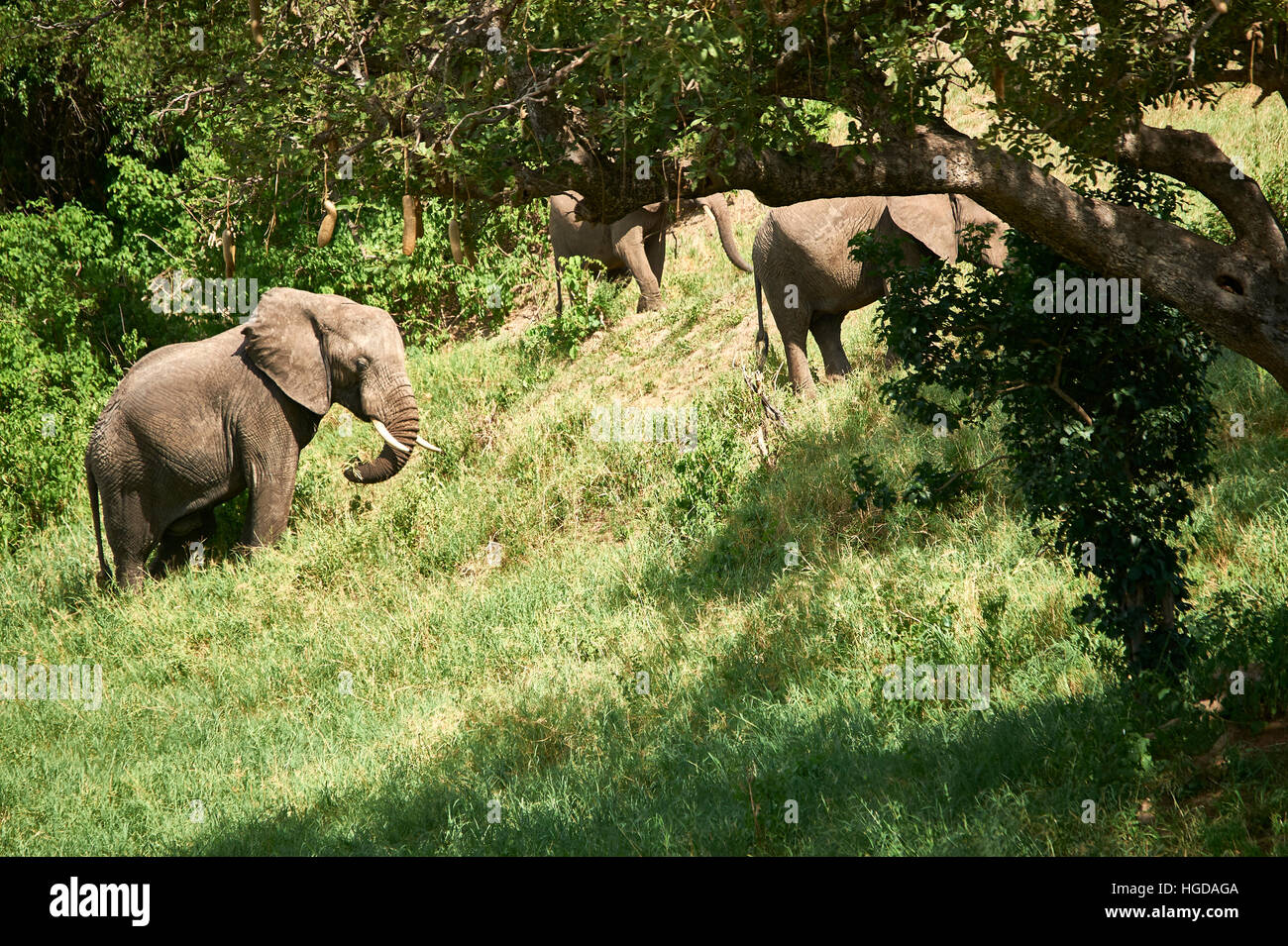 Climbing a hill hi-res stock photography and images - Alamy