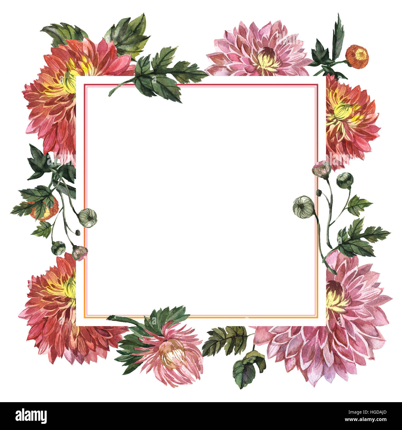 Wildflower aster flower frame in a watercolor style isolated Stock ...