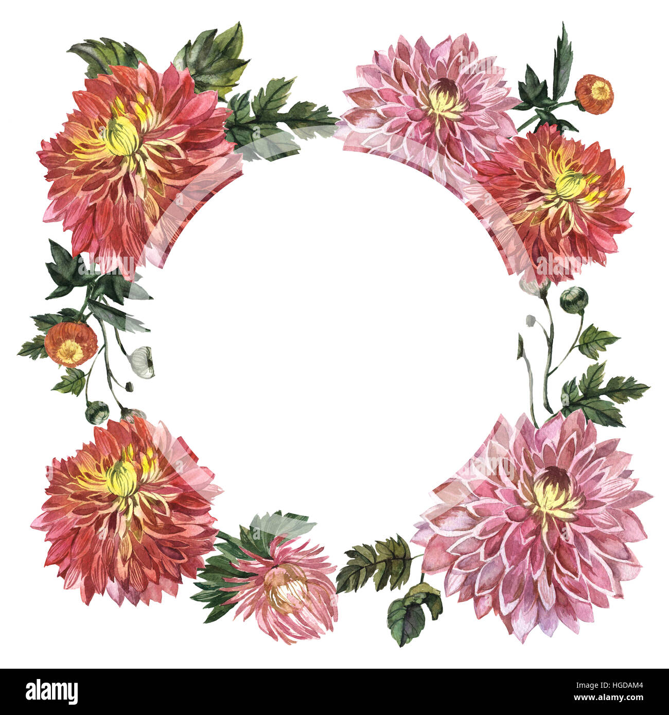 Wildflower aster flower frame in a watercolor style isolated Stock ...