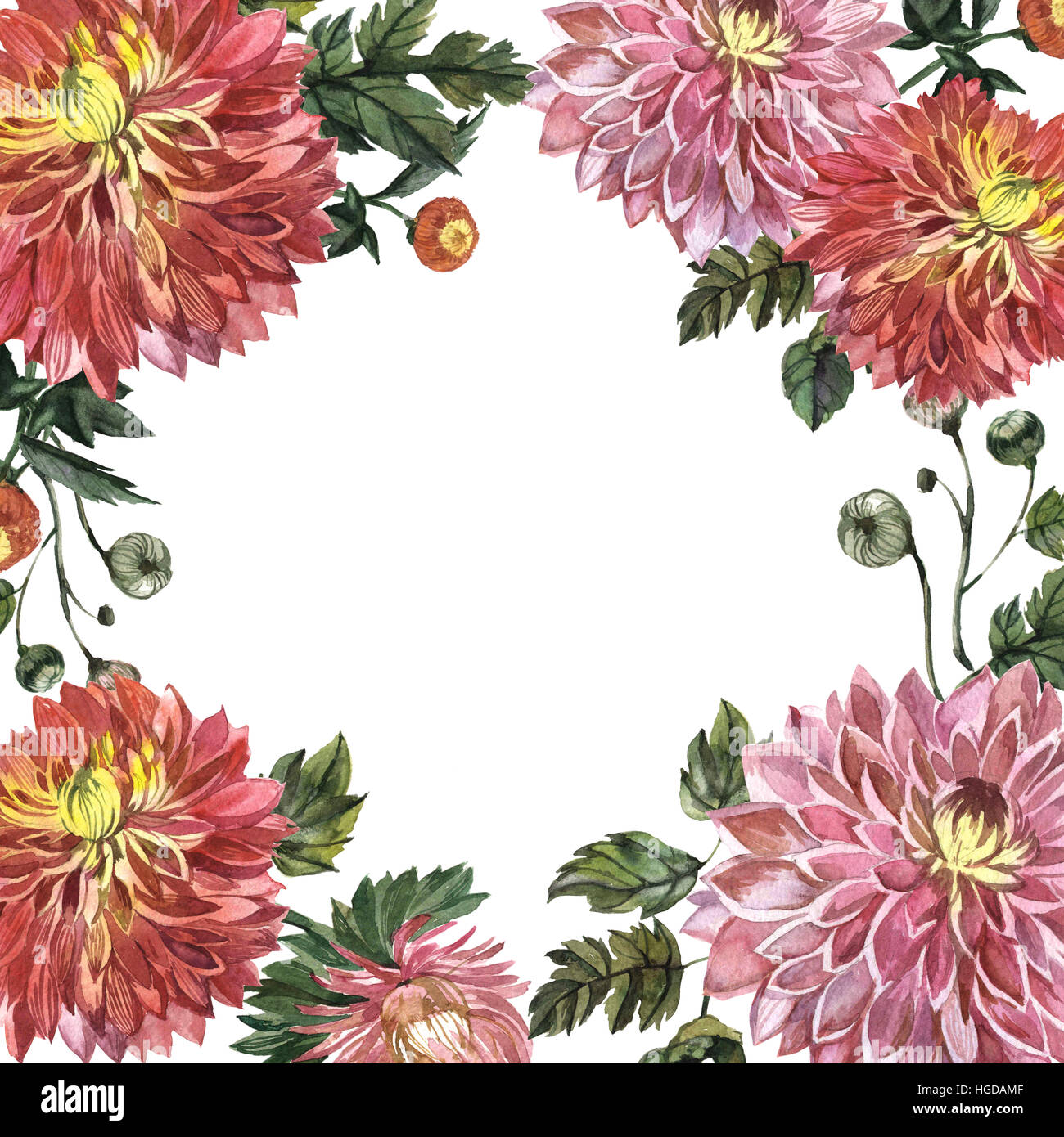 Wildflower aster flower frame in a watercolor style isolated Stock ...