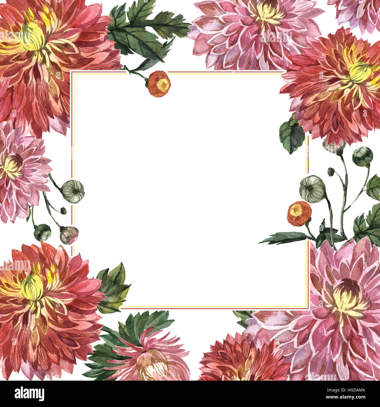 Wildflower aster flower frame in a watercolor style isolated Stock ...