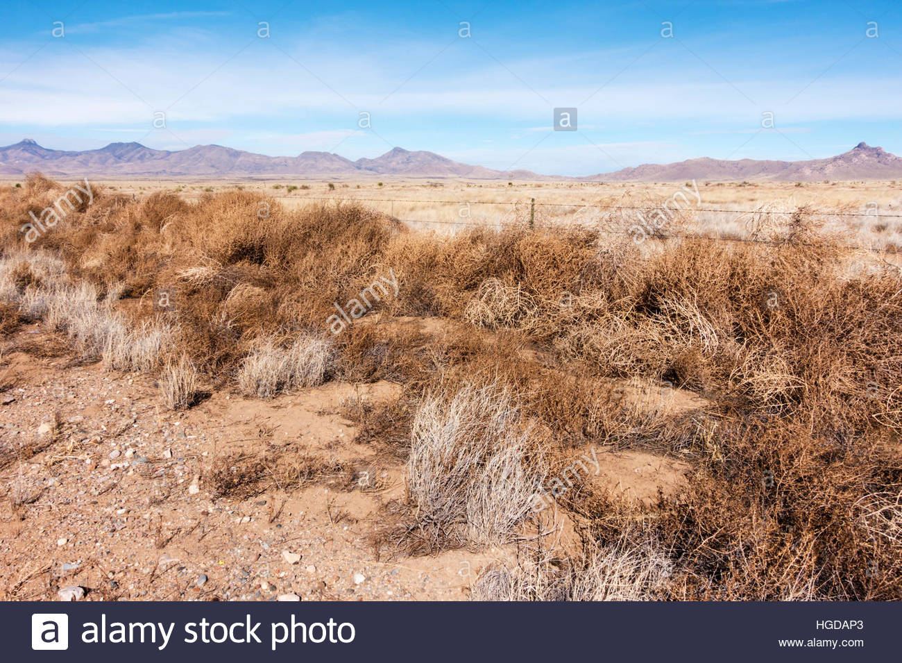 Tumbleweed Stock Photos & Tumbleweed Stock Images - Alamy