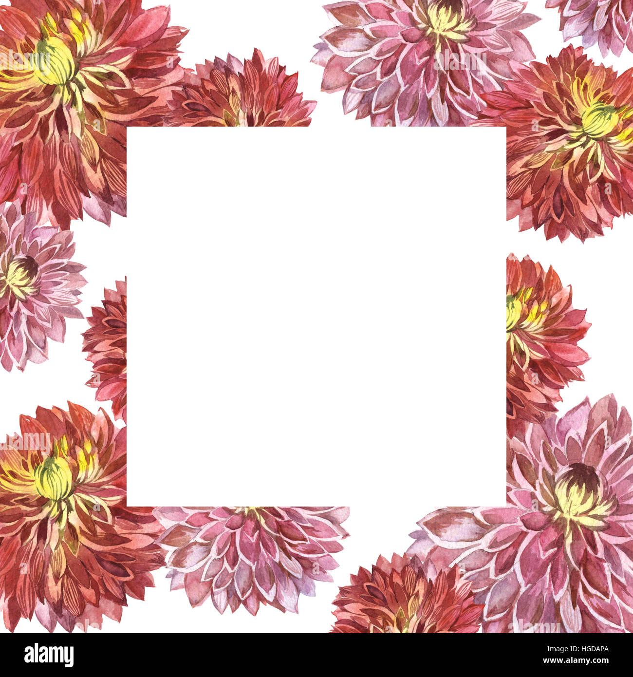 Wildflower aster flower frame in a watercolor style isolated Stock ...