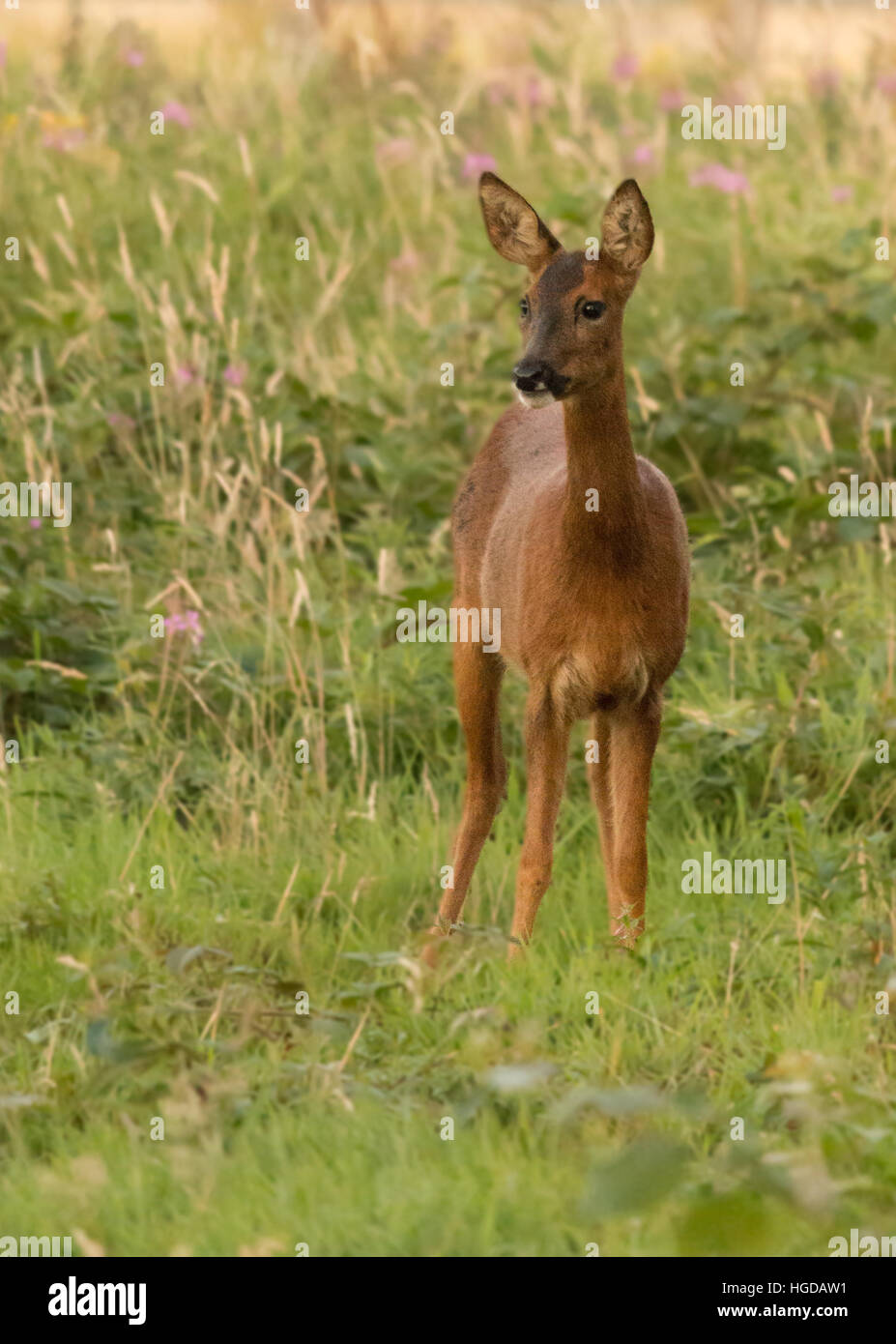 Roe deer in field Stock Photo - Alamy