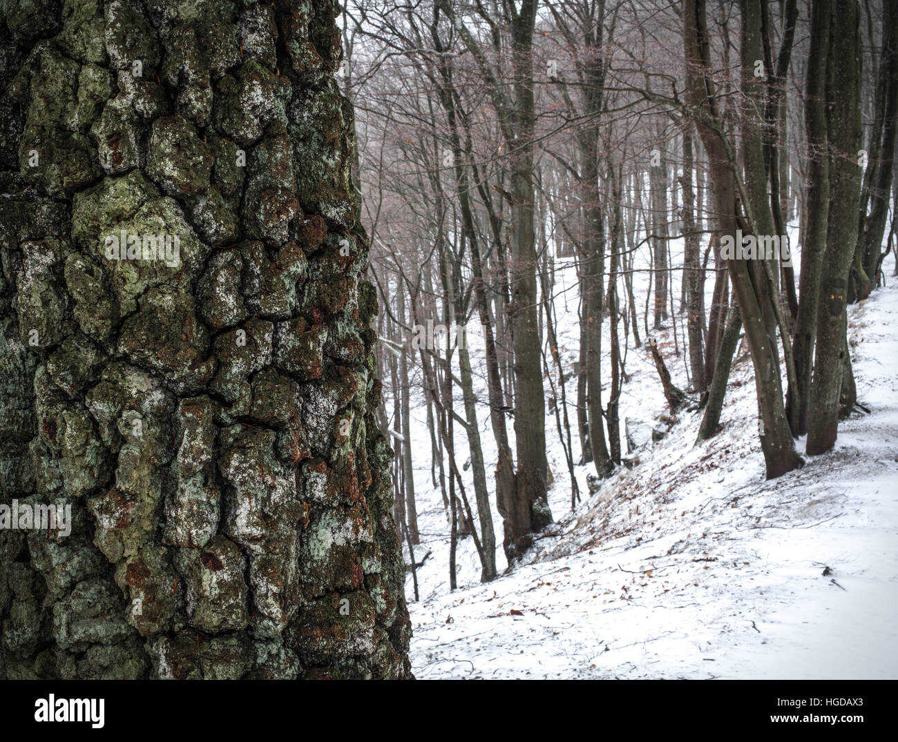 winter bark trees Stock Photo - Alamy