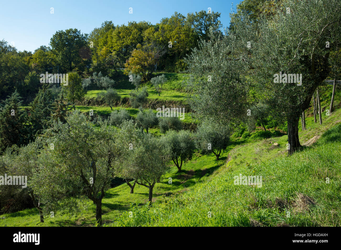 Olive grove terrace italy hi-res stock photography and images - Alamy