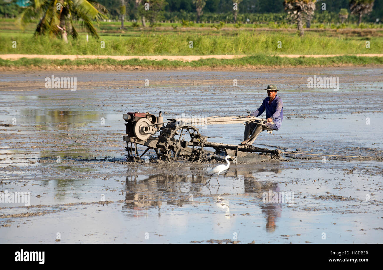 Southern Thailand, Farmer ride rice tractor for preparing the ground ...