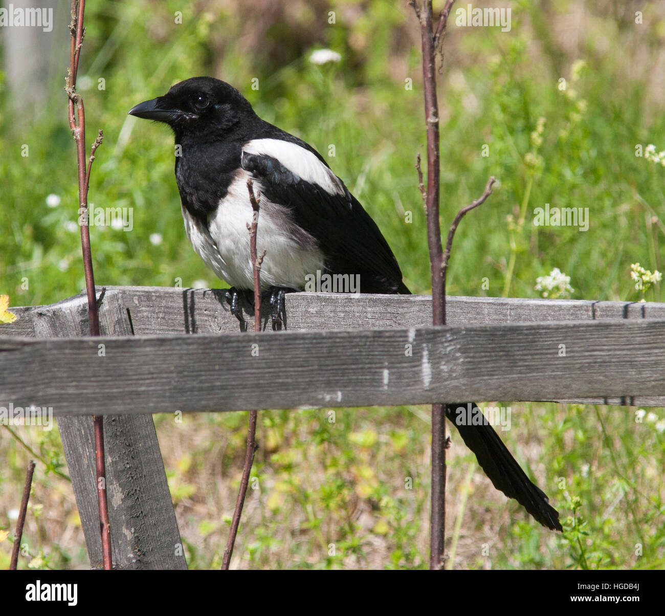 MAGPIE in nature summer Stock Photo - Alamy
