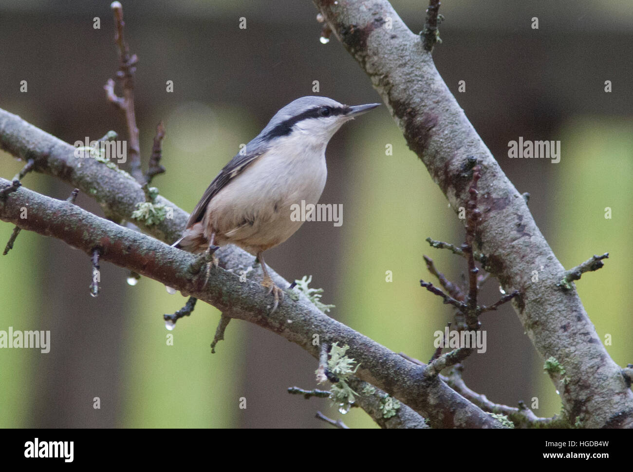 Nuthatches on branch hi-res stock photography and images - Alamy