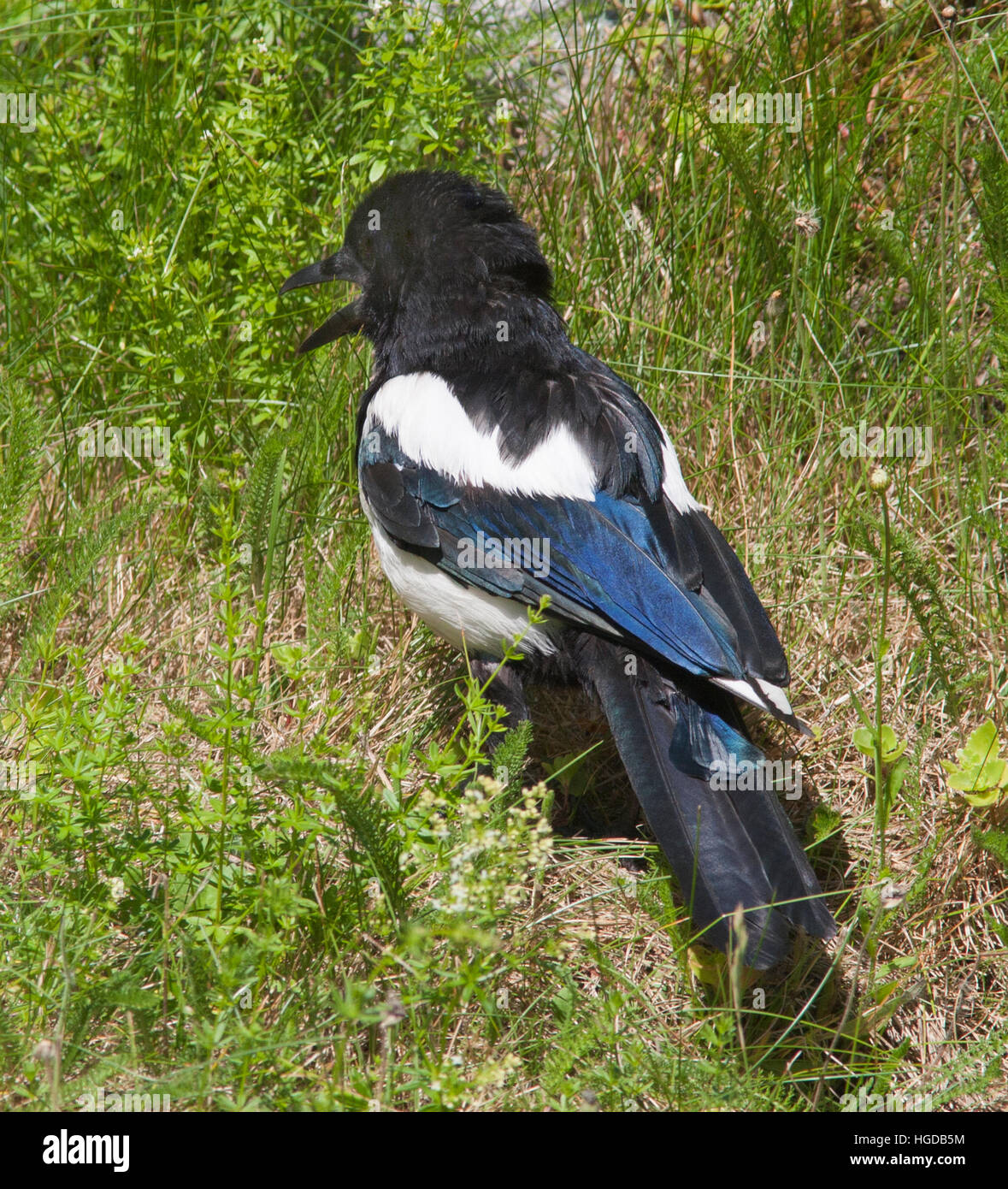 MAGPIE in nature summer Stock Photo - Alamy