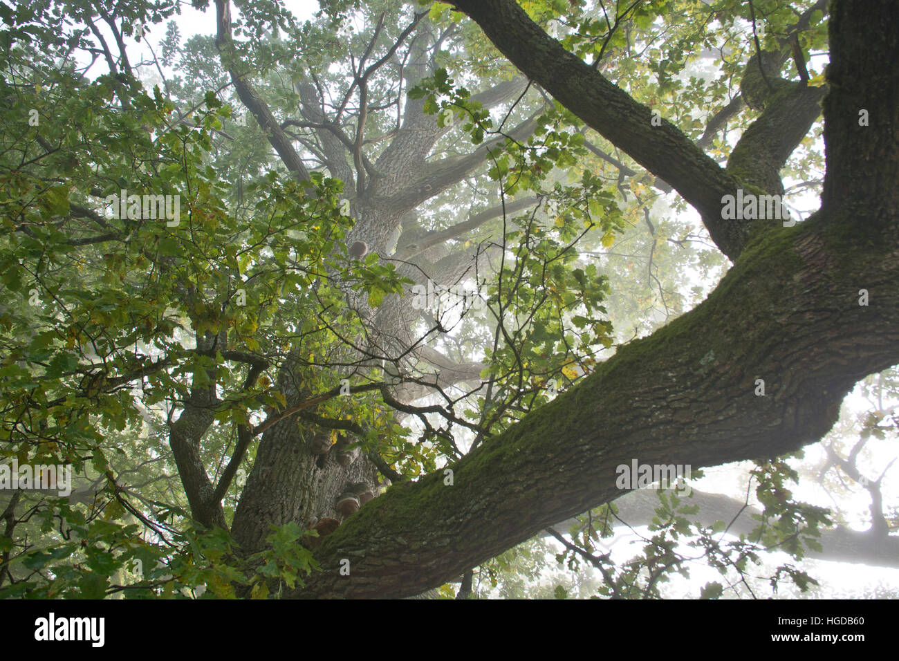 Oak in the fog Stock Photo - Alamy