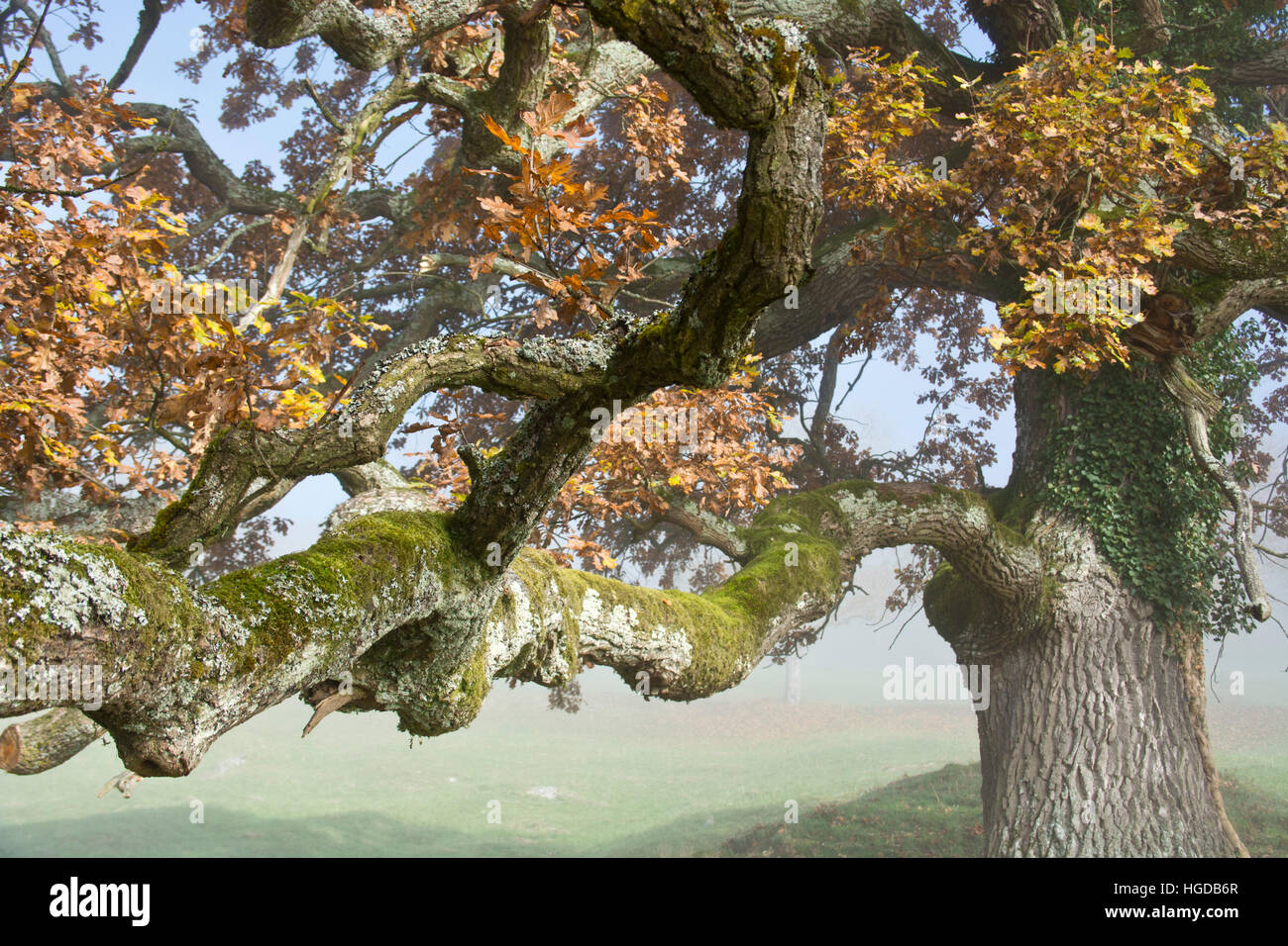 Branches of oaks hi-res stock photography and images - Alamy