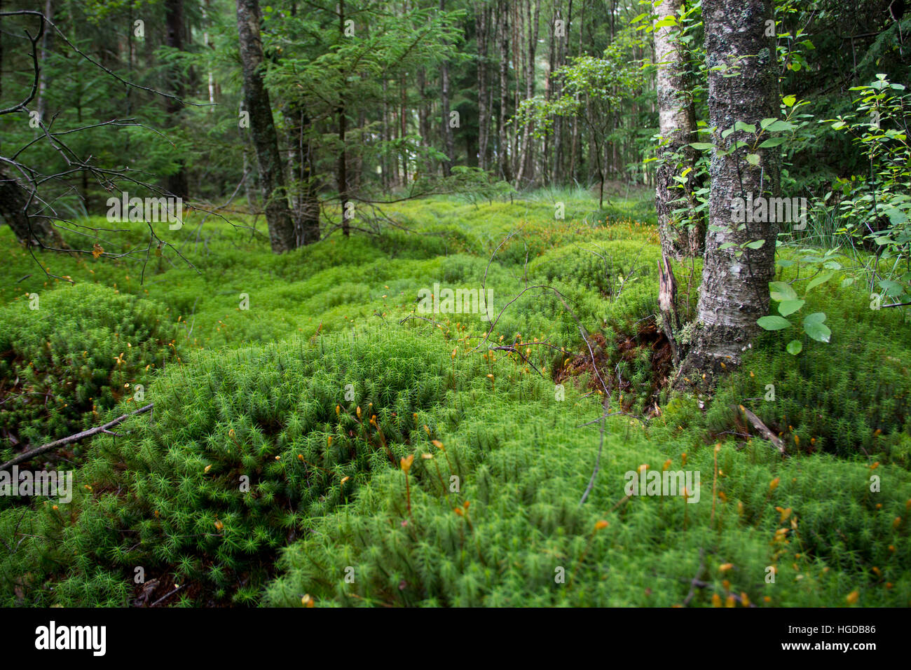 bog in a forest in Smaland Stock Photo - Alamy