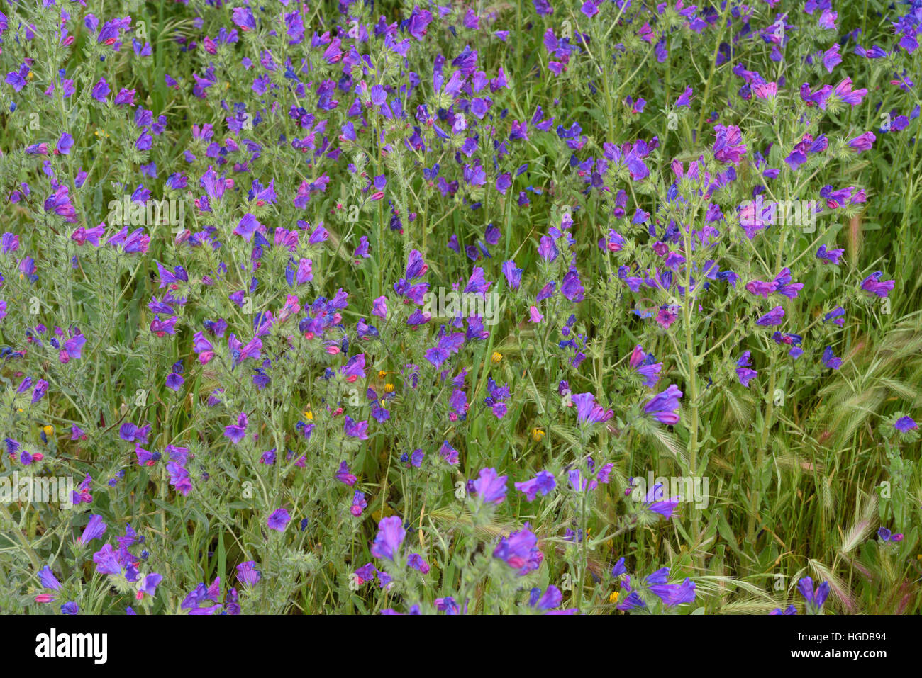 Purple vipers bugloss purple vipers bugloss hi-res stock photography ...