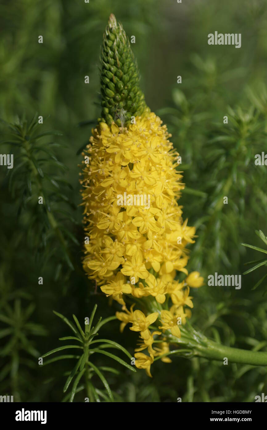 Bulbinella High Resolution Stock Photography and Images - Alamy