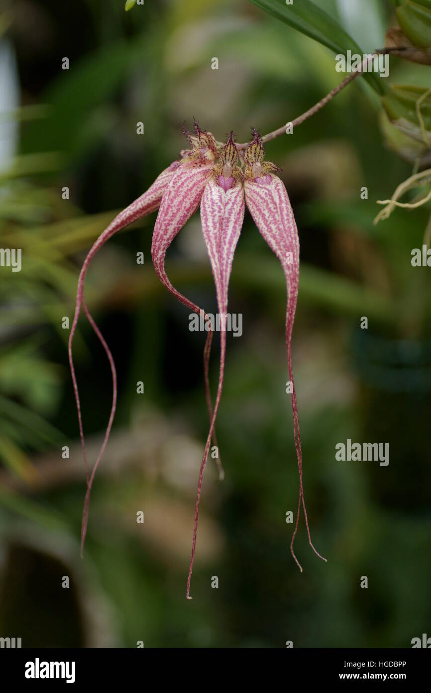 Bulbophyllum hi-res stock photography and images - Alamy
