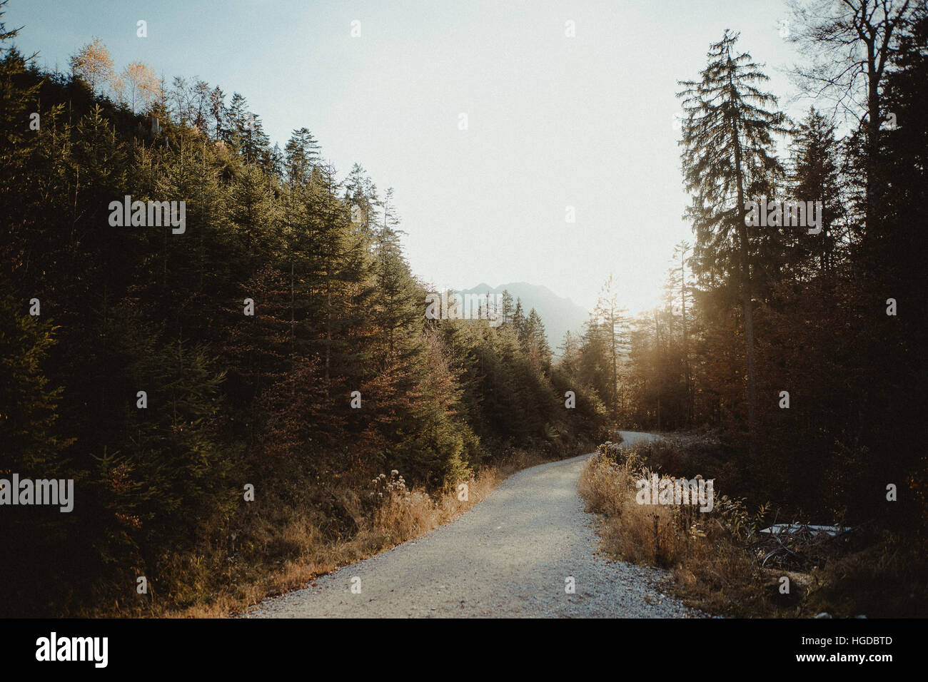 A gravel path leading into a forest at sunset Stock Photo - Alamy