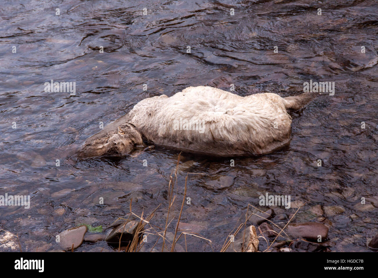 Dead sheep in river hi-res stock photography and images - Alamy