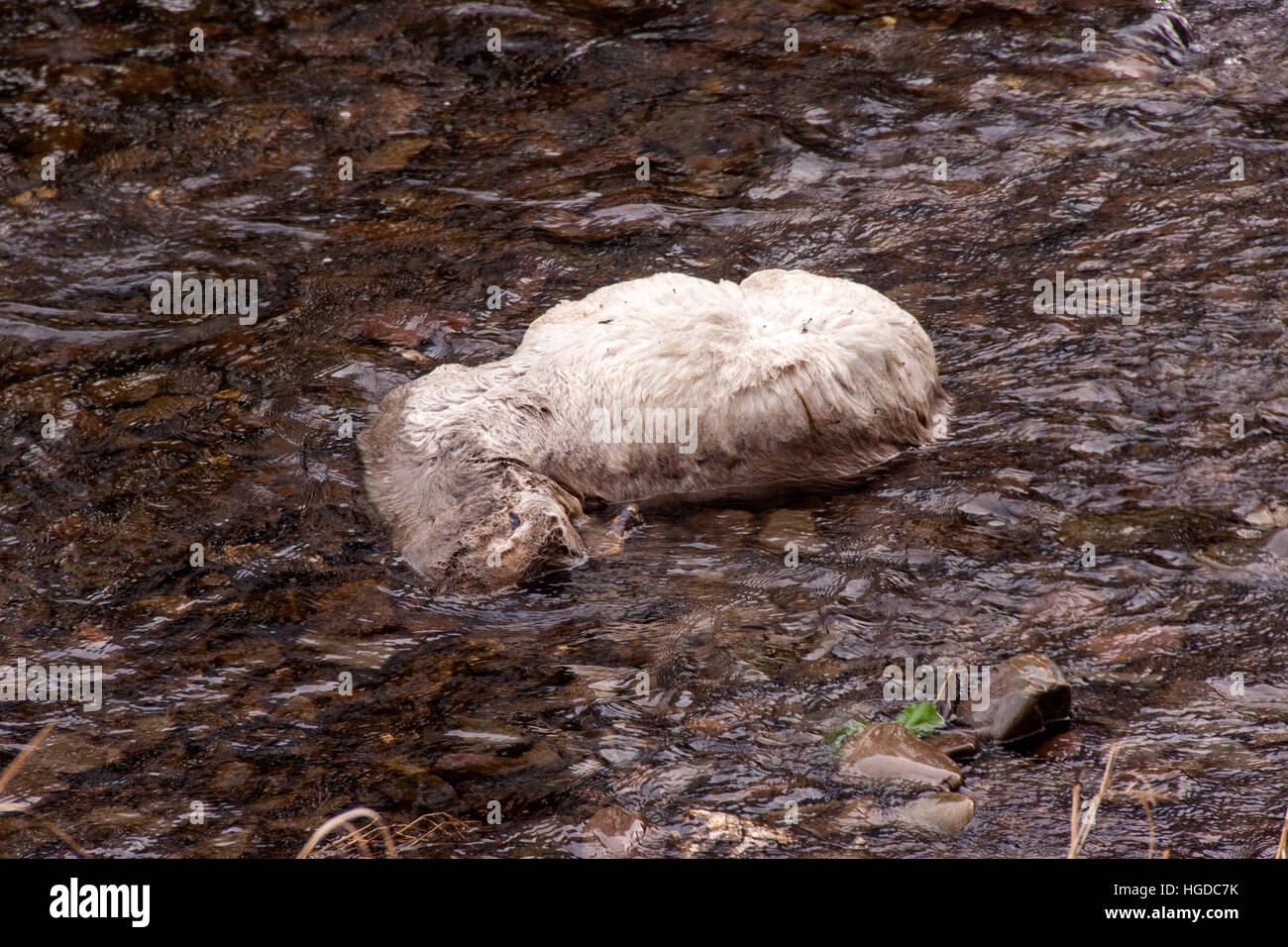 Drowned sheep hi-res stock photography and images - Alamy