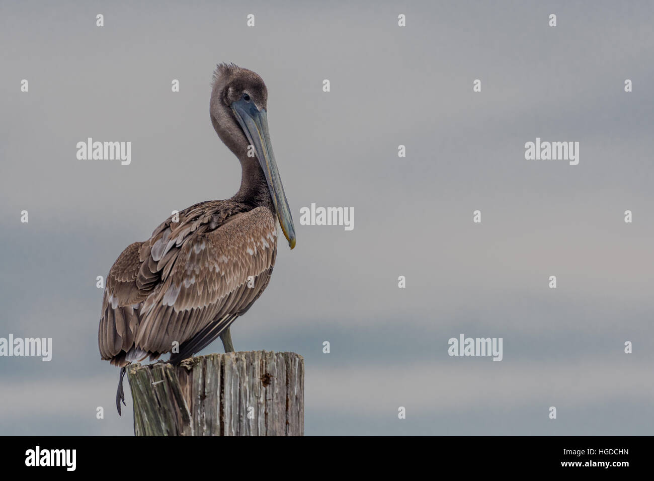 Pylon camera hi-res stock photography and images - Alamy