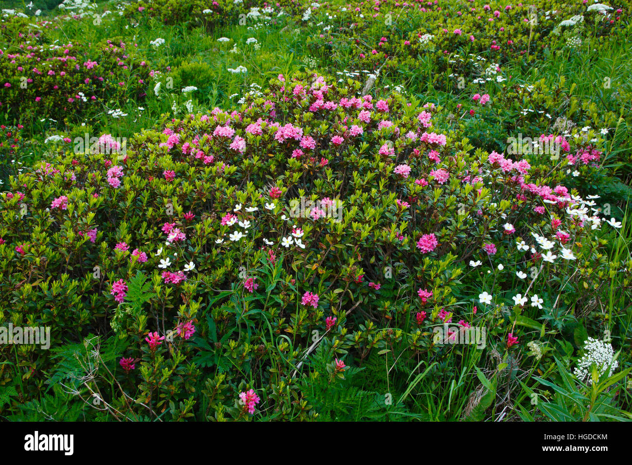 Alpine rose switzerland hi-res stock photography and images - Alamy