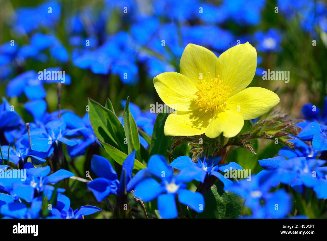 alpine anemones, Pulsatilla alpina subsp. apiifolia, Switzerland Stock ...