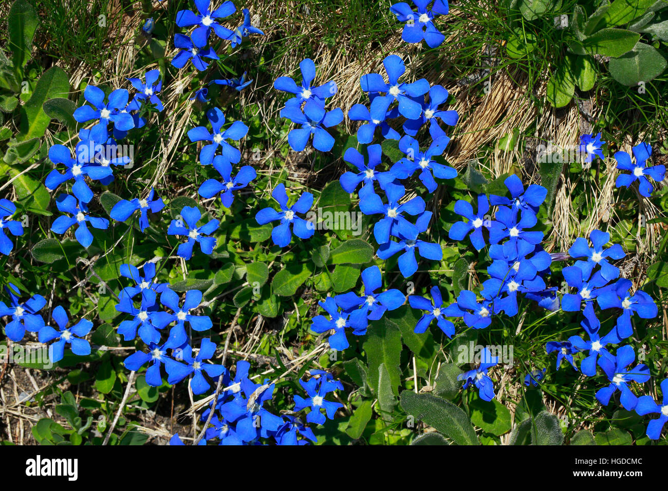 Spring gentian, Gentiana verna, Switzerland Stock Photo - Alamy