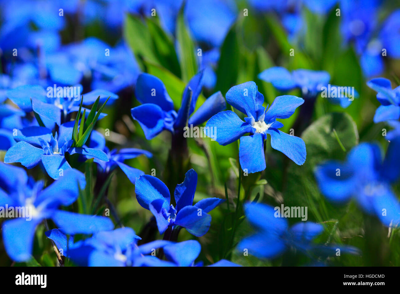 Spring gentian, Gentiana verna, Switzerland Stock Photo - Alamy