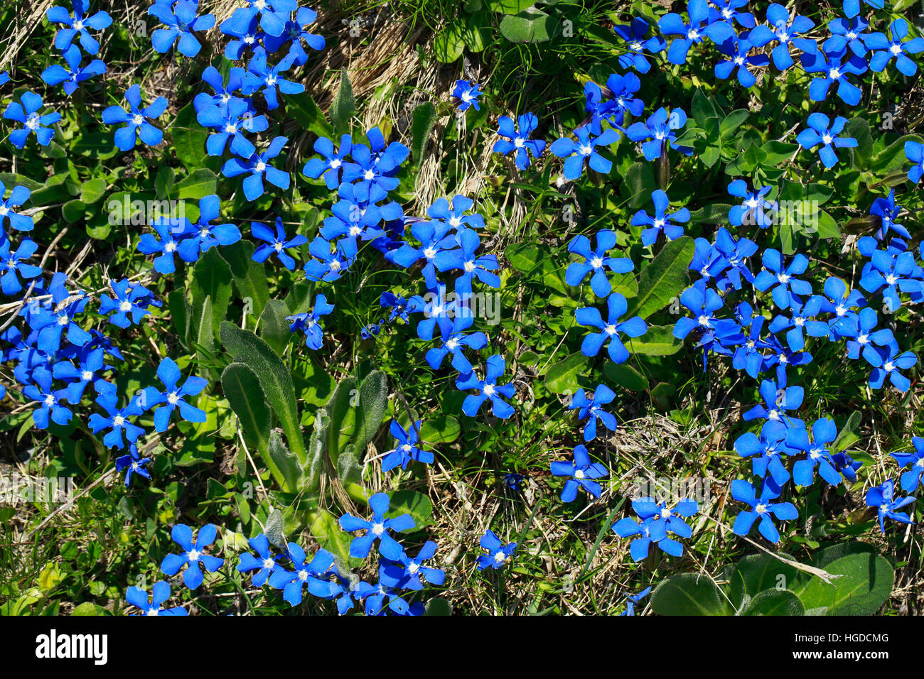 Spring gentian, Gentiana verna, Switzerland Stock Photo - Alamy