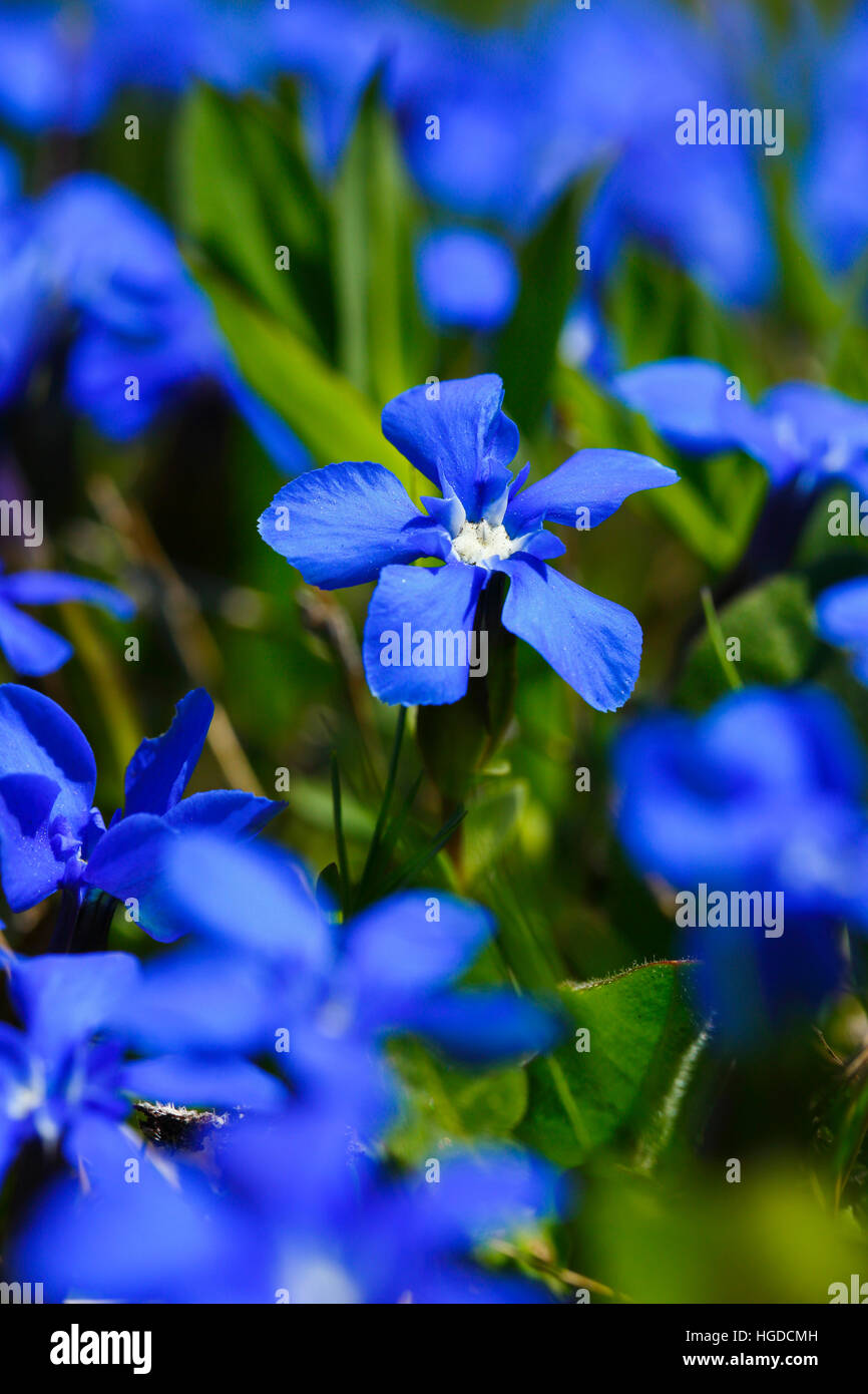 Spring gentian, Gentiana verna, Switzerland Stock Photo - Alamy