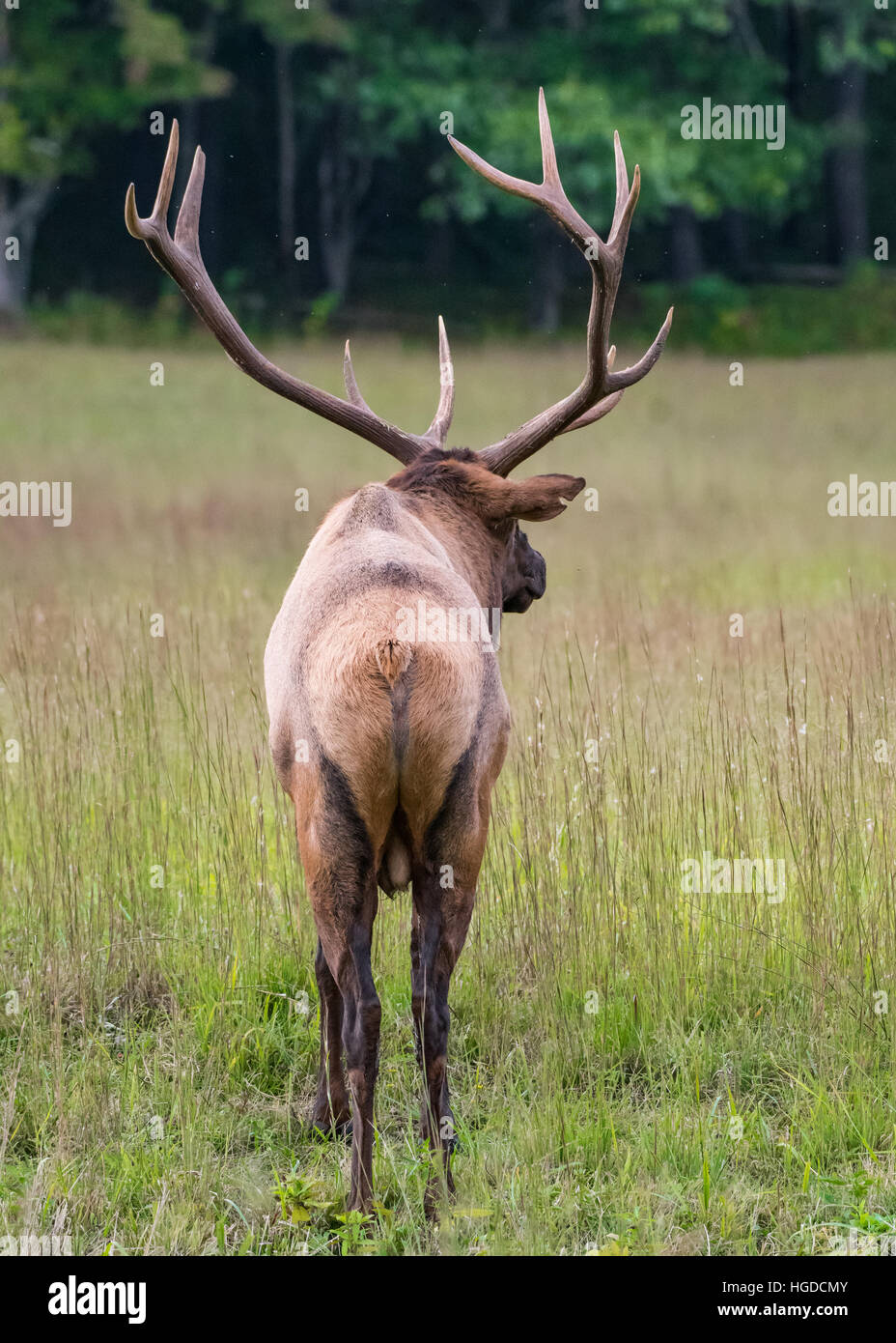 Bull elk from behind hi-res stock photography and images - Alamy