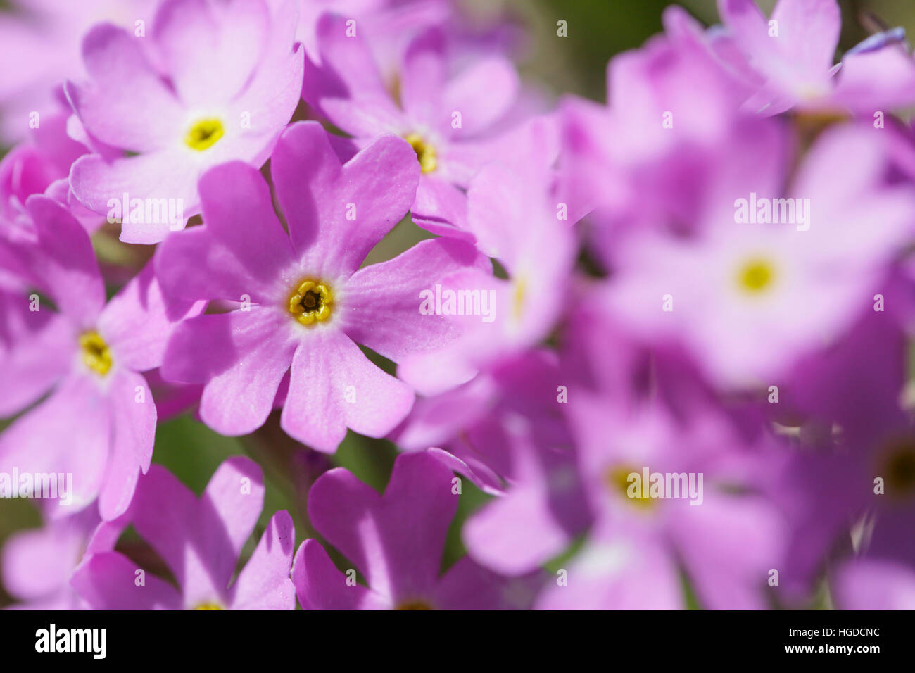 Hallers primrose primula halleri hi-res stock photography and images ...