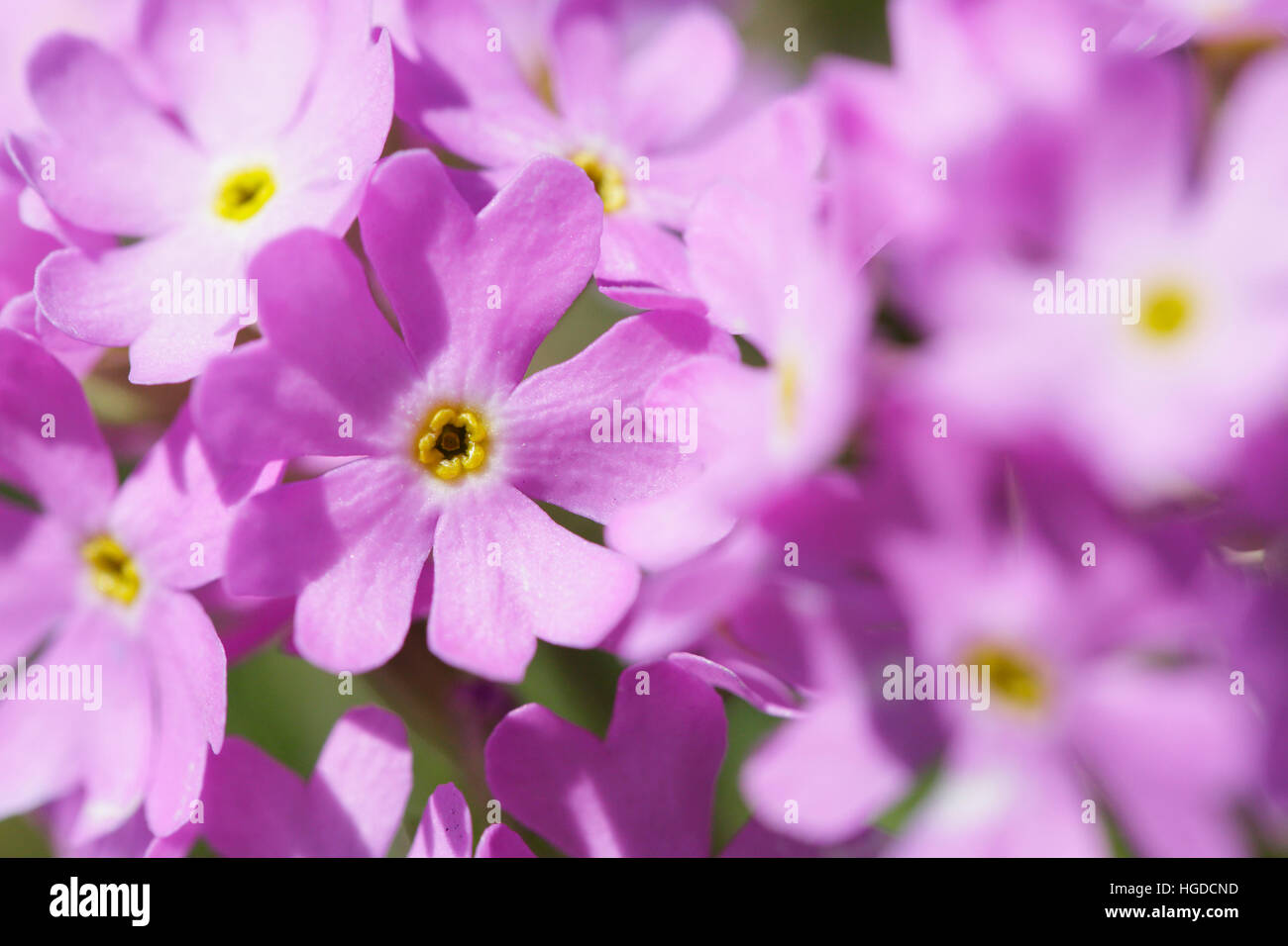 Hallers primrose, Primula halleri, Switzerland Stock Photo - Alamy