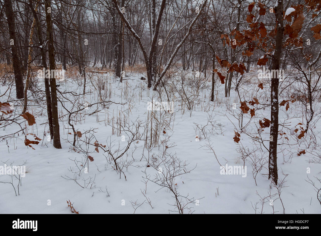 Winter forest with snow on trees forest tree winter snow Stock Photo ...